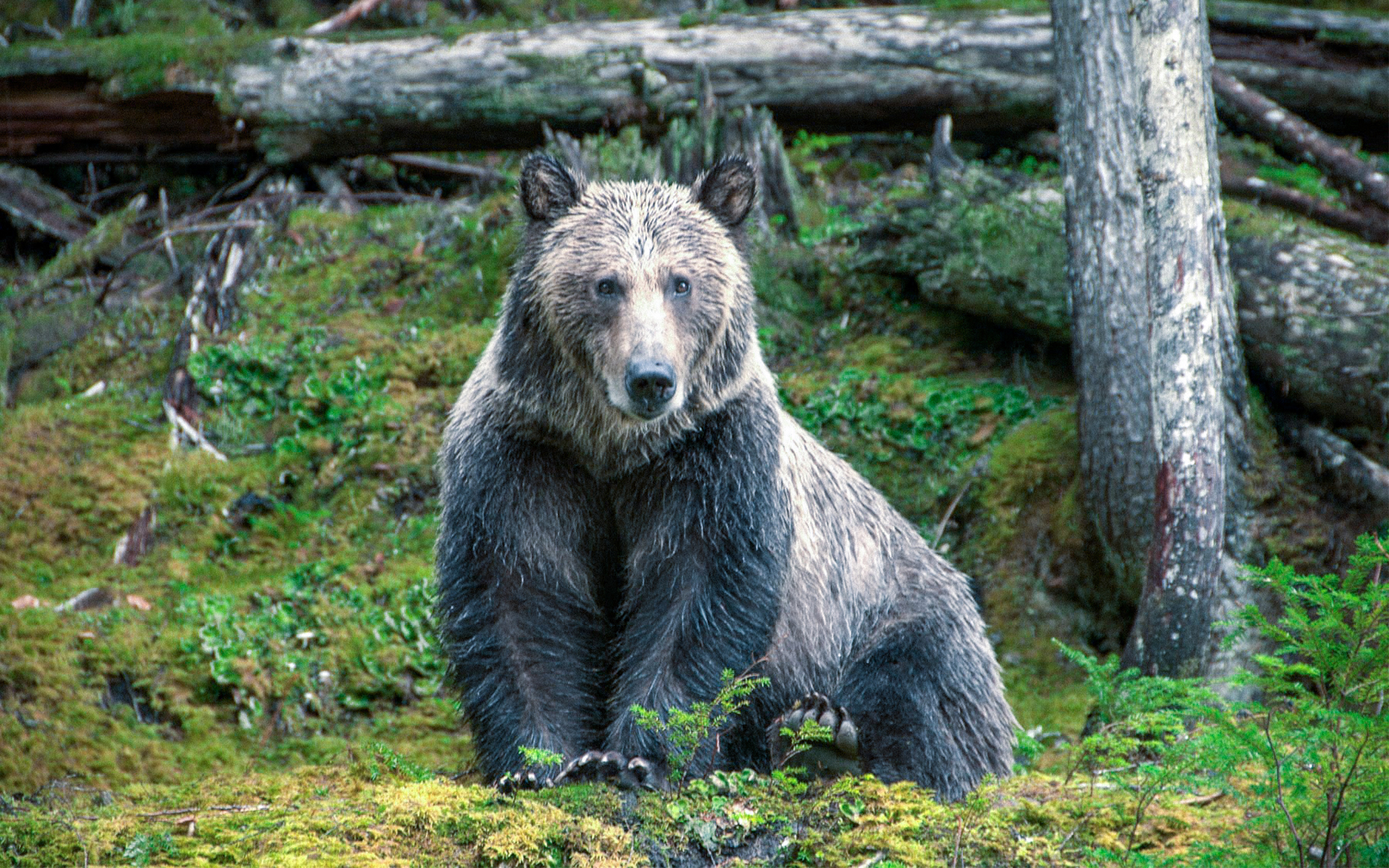 Wild Bear Lodge offers Bear Viewing Holidays in British Columbia